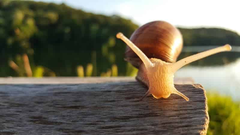How Long Do Snails Sleep on Average? - NapLab