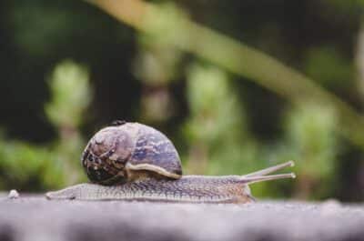 How Long Do Snails Sleep on Average? - NapLab