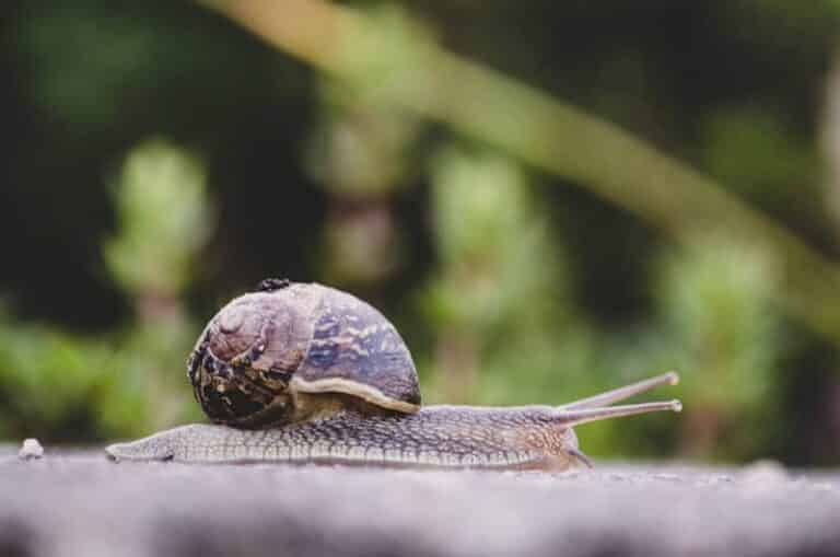 How Long Do Snails Sleep on Average? - NapLab