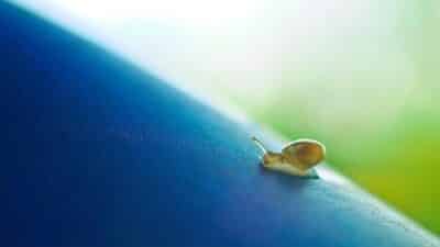 How Long Do Snails Sleep on Average? - NapLab