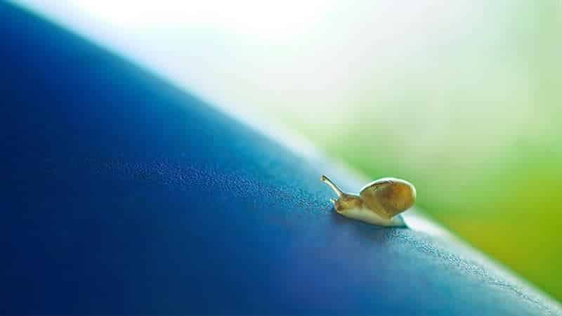 How Long Do Snails Sleep on Average? - NapLab