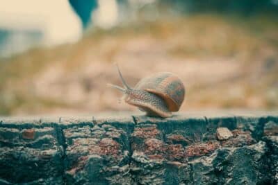 How Long Do Snails Sleep on Average? - NapLab