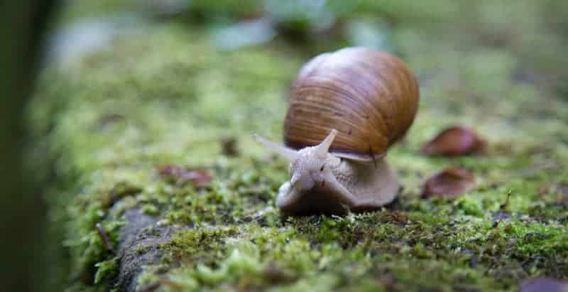 How Long Do Snails Sleep on Average? - NapLab