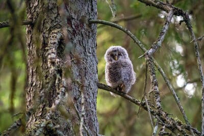 The Sleeping Habits of Different Animal Species - NapLab