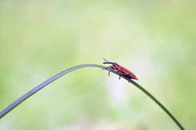 The Sleeping Habits of Different Animal Species - NapLab