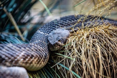 The Sleeping Habits of Different Animal Species - NapLab