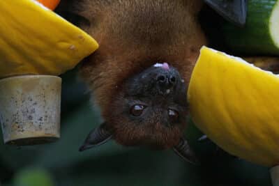 Animals That Hibernate and Sleep in the Winter - NapLab